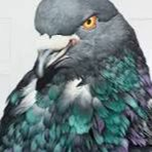 Stream PIGEON STEPS by Lady DEciBelle | Listen online for free on ...