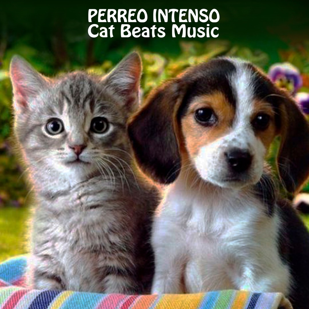Stream Perreo Intenso by Cat Beats Music | Listen online for free on ...
