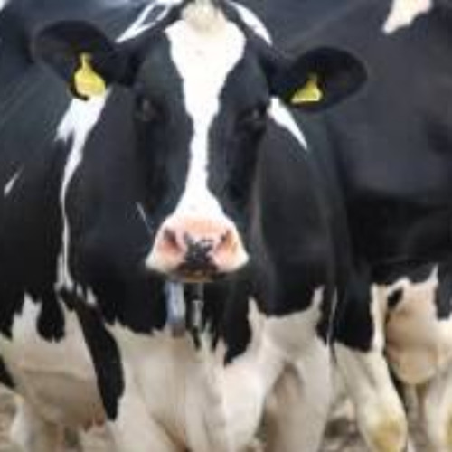 Stream Sonido de Vacas - Sonidos de Animales de Granja by Rocío ...