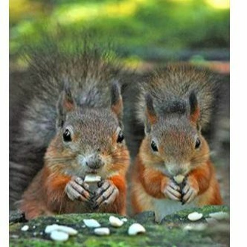 Stream episode MALL SANTA & MORE DRAMA W/MRS--- INTO THE NEW YEAR ...