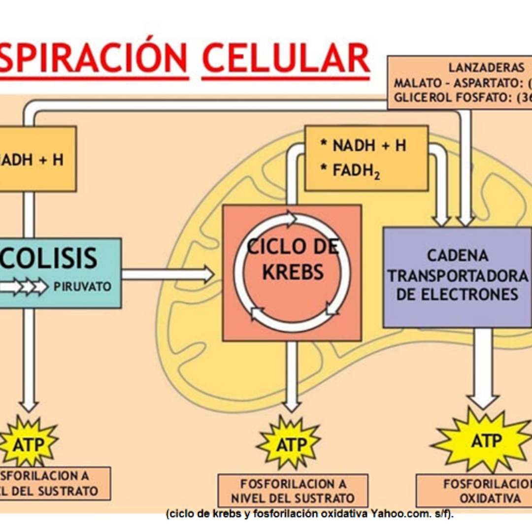 Stream Ciclo De Krebs Y Fosforilación Oxidativa By Nayelli Bobadilla 3275