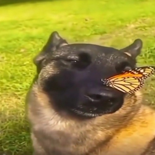 Stream i have no enemies (Tik tok) by sh1he.Z | Listen online for free ...