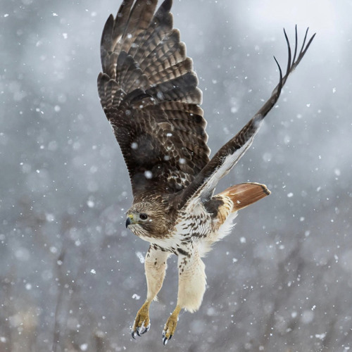 Stream Baybe Tone - HAWK DOWN by Baybe Tone Archive | Listen online for ...