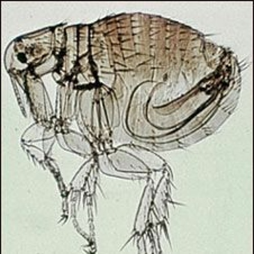 Stream the ultimate flea diss track SC + YT EXCLUSIVE VER by AMERICORE ...