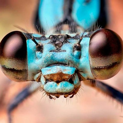 Stream "The Bug" Flowdan / Jah War [SLOWED AND REVERB] by homertjell96 ...