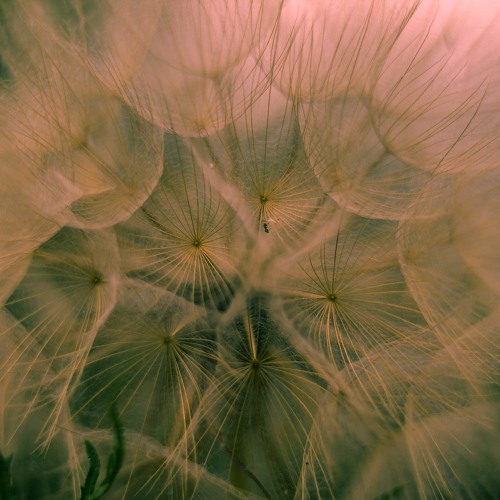 Stream Letting Go - Quick Practice by Jeddah Mali by Intelligent Life ...