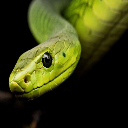 Stream Snakes Speak and It's All One Big Test (Instrumental) by ...