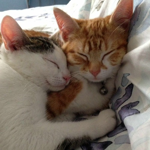 Stream two silly cats that love each other by KARUMA | Listen online ...
