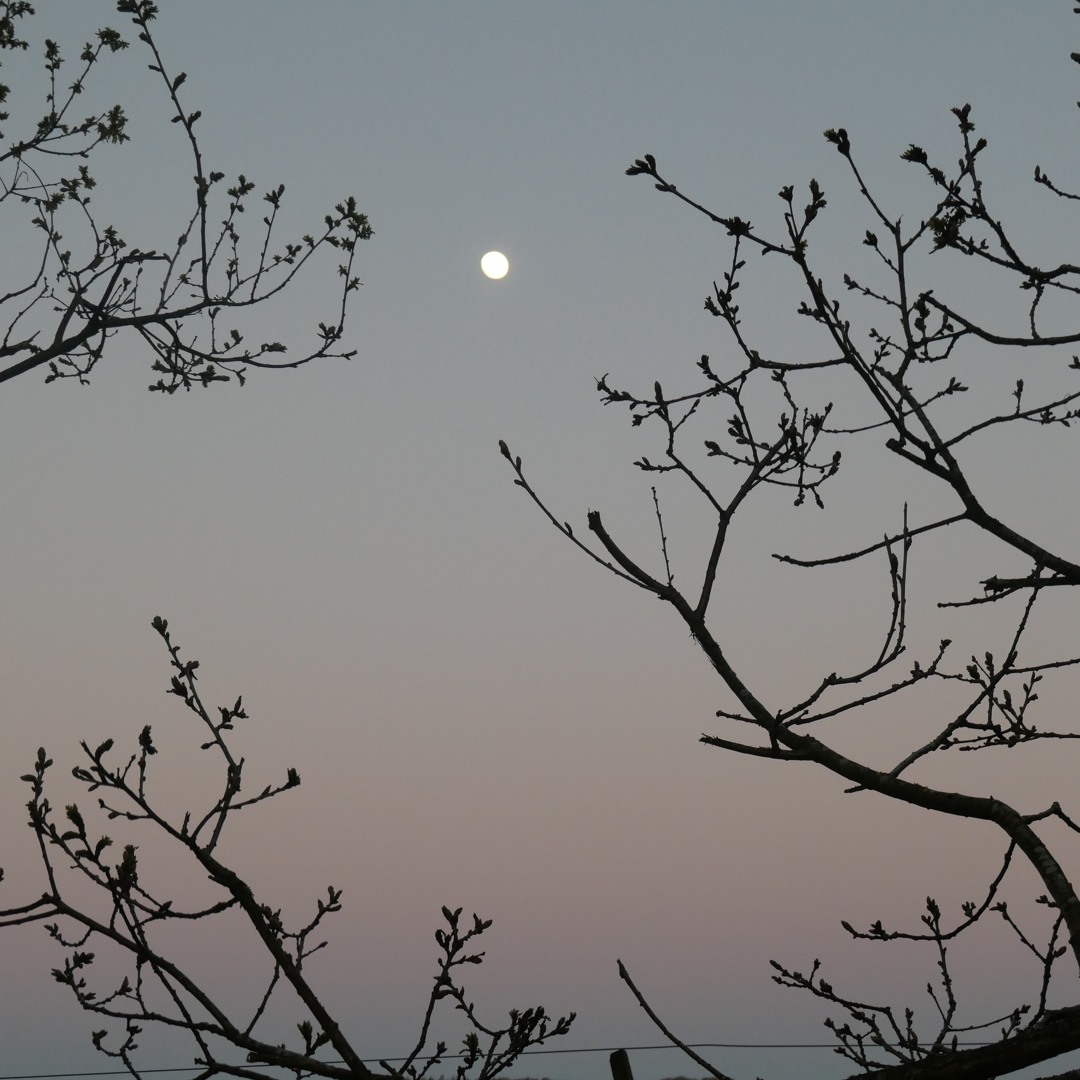 Stream The Dene Burn by Ross Milligan | Listen online for free on ...