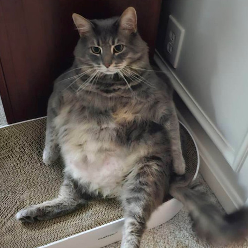 Stream One Hour of Mexican Doomer Ballads (Corridos) by マーク | Listen ...