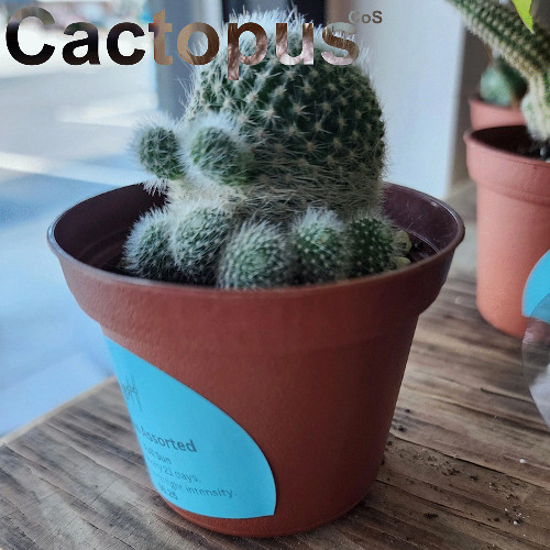 Stream Cactopus by CollageofSound | Listen online for free on SoundCloud