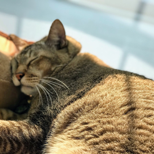 Stream shine day demo version by uncle jib rapper | Listen online for ...