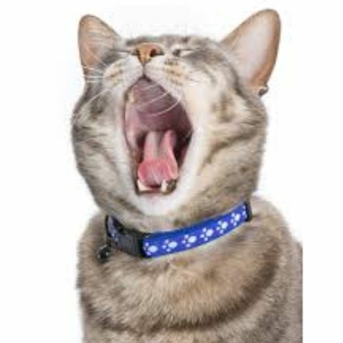 Stream meowcore by rampo | Listen online for free on SoundCloud