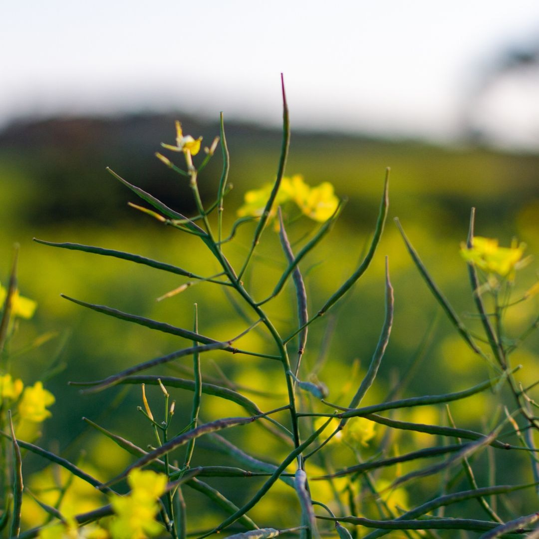 Stream An insight into what to expect at the 2020 Crop Protection Forum ...