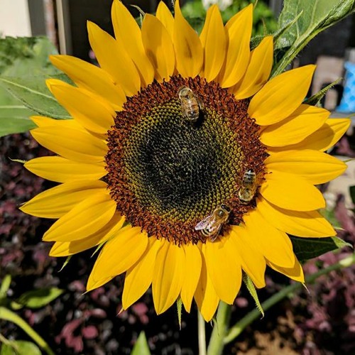 Stream episode Dattatreya Suladi - Smt.Shubha Rao by TADIPATRI GURUKULA ...