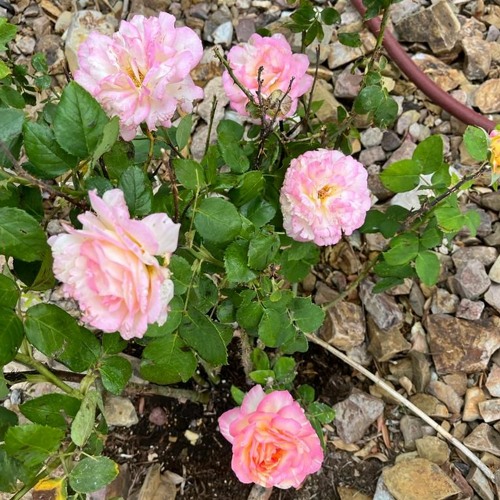 Stream episode Arthabhakta prarthana suladi - Raga:Arabhi by TADIPATRI ...