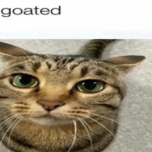 Fml Cat Meme
