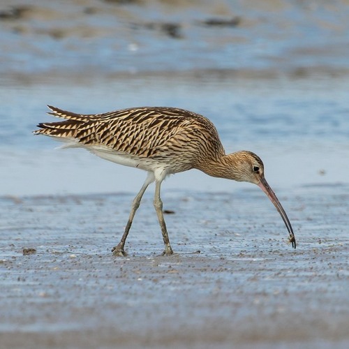 Stream episode Curlew - song and call by Birdsong Academy podcast ...