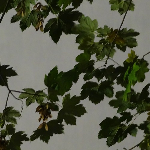 Stream Marco Lucchi & Mean Flow - Mnemosyne by Orchestra Eclettica ... Stream Marco Lucchi & Mean Flow - Mnemosyne by Orchestra Eclettica ...