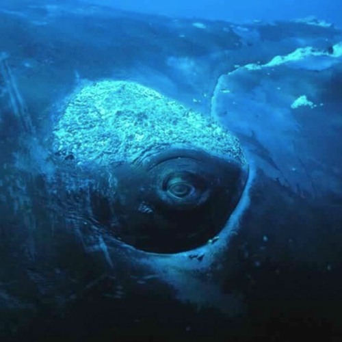 Stream episode The Book of Jonah: Fact or Fiction? by Let The Stones ...