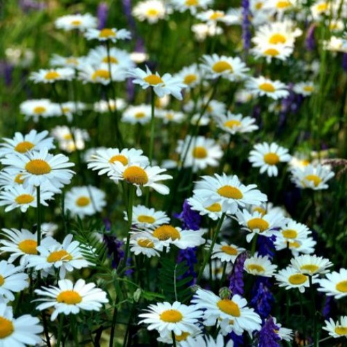 Stream Cover Tv Billie Eilish | Listen to modell: mpc----,mpc----xl ...