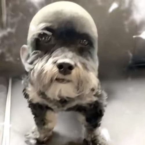 Stream JUNIM | Listen to só só só playlist online for free on SoundCloud