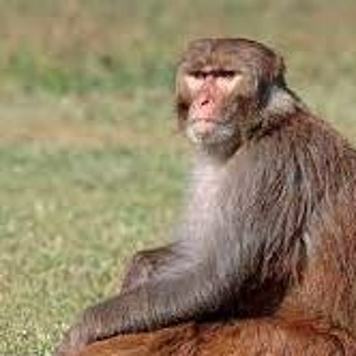 Stream M.A.N.K.E by L.A.B.O.ON | Listen online for free on SoundCloud