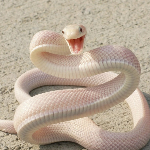 Stream 1oneam - calling by cv | Listen online for free on SoundCloud