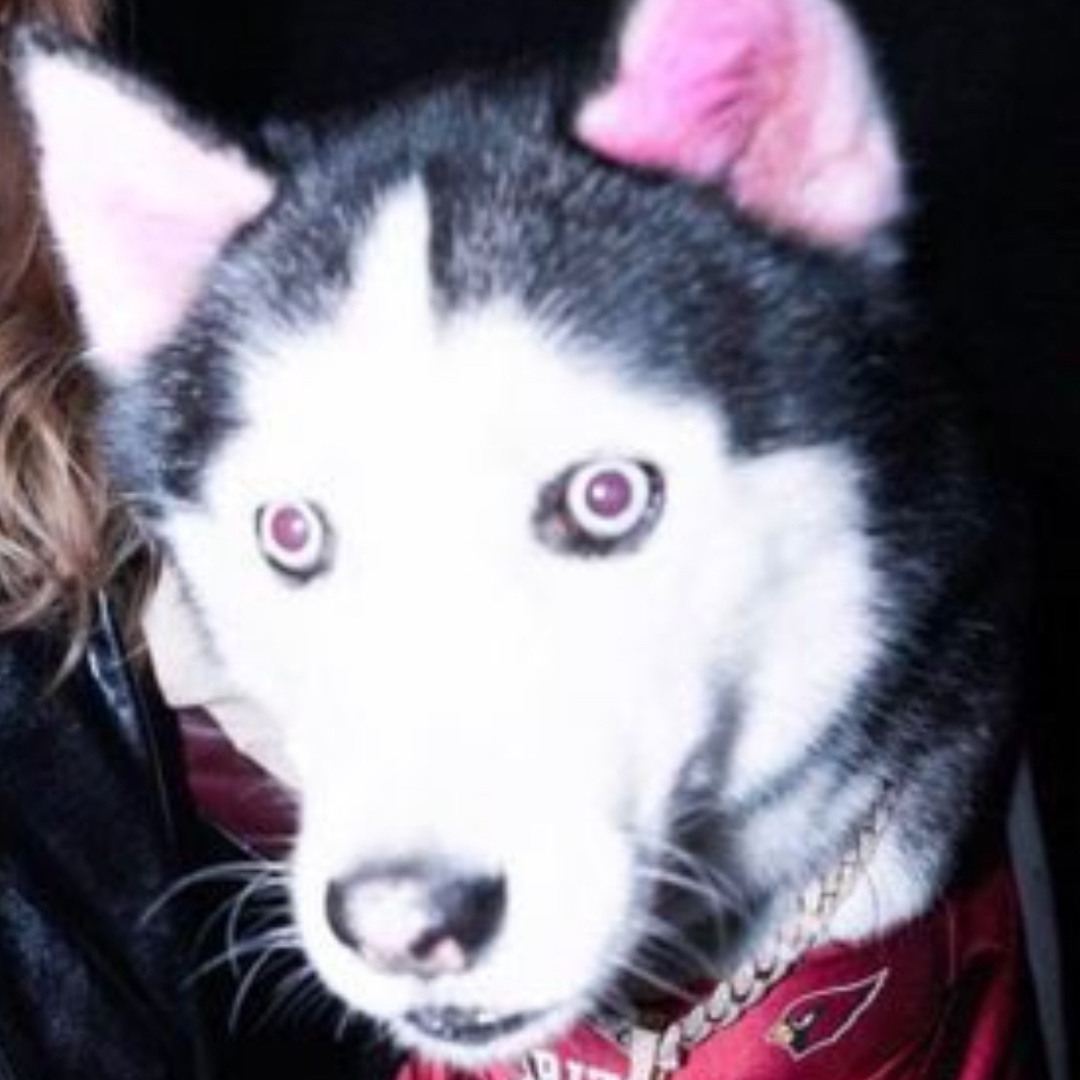 Stream blink and you’ll miss it by michael mouse | Listen online for ...