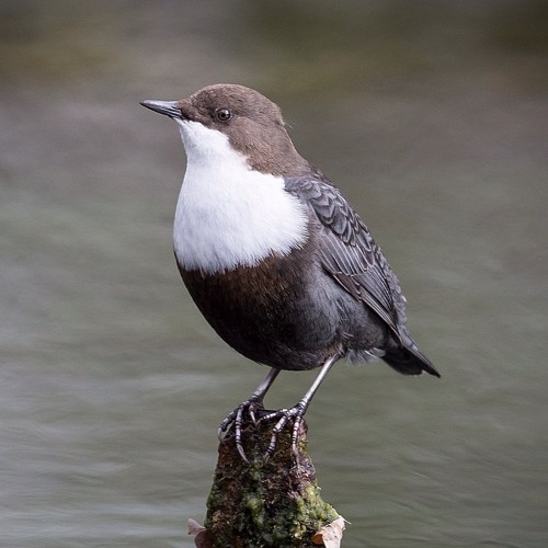 Stream Dipper song & calls, Devon, England, April 1965 by The British ...