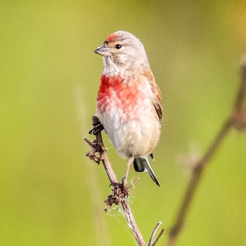 Stream Linnet song (example 1), Devon, England, April 1965 by The ...