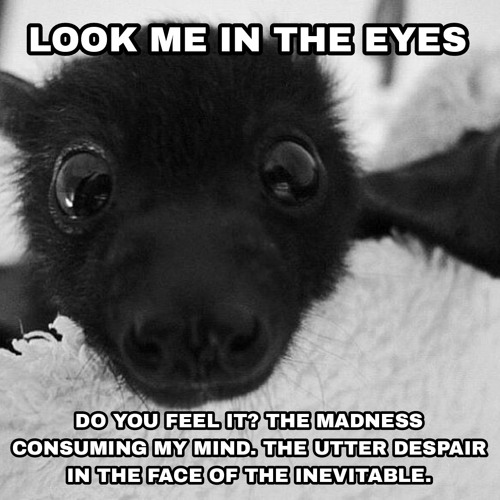 Cute Bat Memes