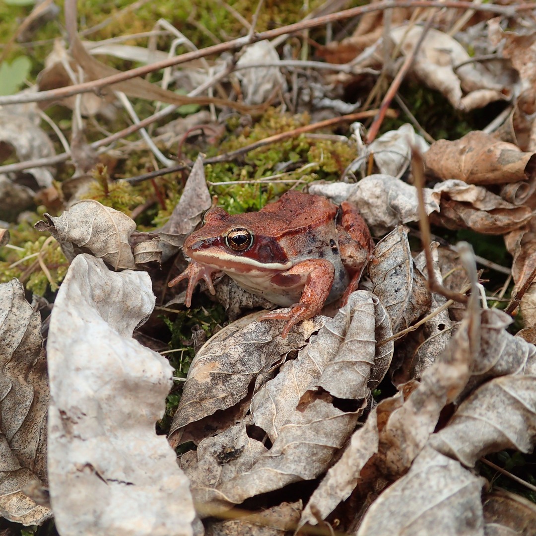 Stream UMD NRRI Alex Grinde On Invasive pests and trees by WTIP ...