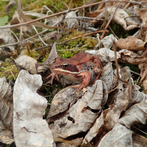 Stream UMD NRRI Alex Grinde On Invasive pests and trees by WTIP ...