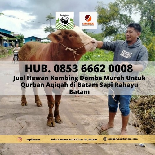 Stream JUAL SAPI QURBAN BATAM, Hub. 0853 6662 0008, Jual Sapi Qurban di Batam dan Kambing Qurban ...