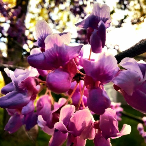 Stream Vanity the Shattered Mirror by Luke Dombrowski | Listen online ...