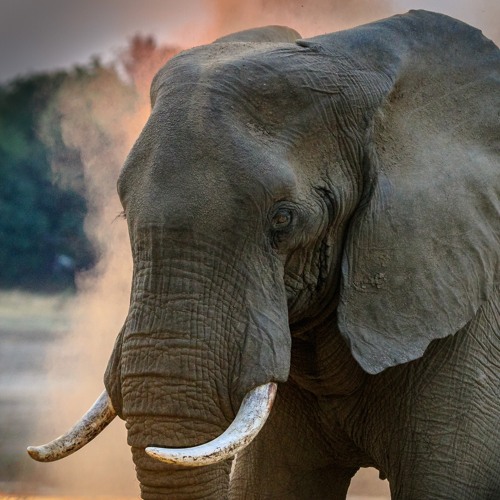 Stream The Elephant In The Zazen Room - Jundo Cohen by Treeleaf Sangha ...