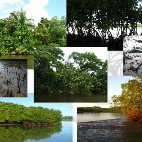Stream Mangles de Honduras by mardon@unag.edu.hn | Listen online for ...