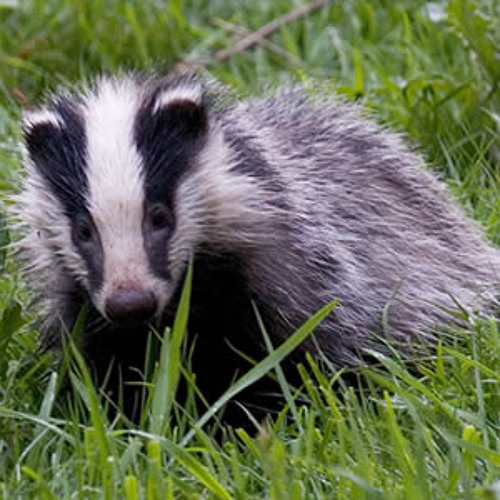 Stream ScruffyBadger music | Listen to songs, albums, playlists for ...