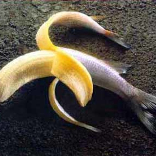 Stream Josh Ali music | Listen to songs, albums, playlists for free on ...