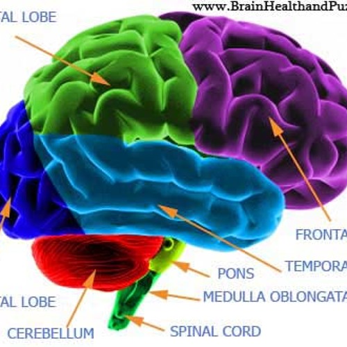 Stream Brain ME! music | Listen to songs, albums, playlists for free on ...