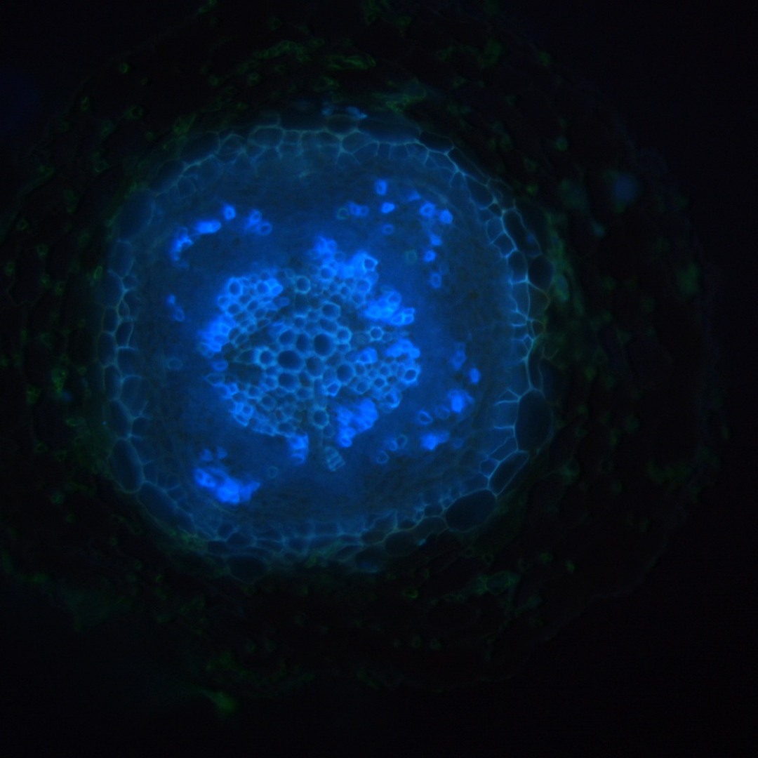 Stream RoKate-Men by SaYin's Miscible Facts | Listen online for free on ...