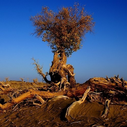 Stream jnhy music | Listen to songs, albums, playlists for free on ...