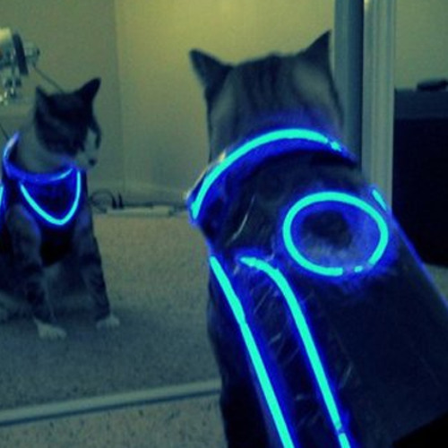 Stream tron cat music | Listen to songs, albums, playlists for free on ...