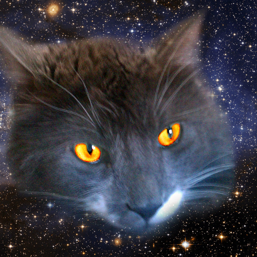 Stream Death-Ray Cat music | Listen to songs, albums, playlists for ...