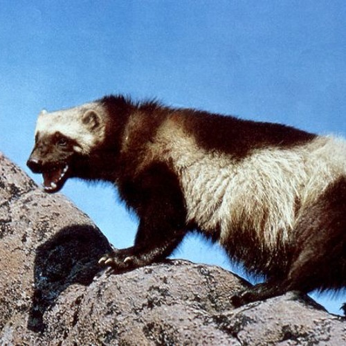 Stream Ron Price music | Listen to songs, albums, playlists for free on ...