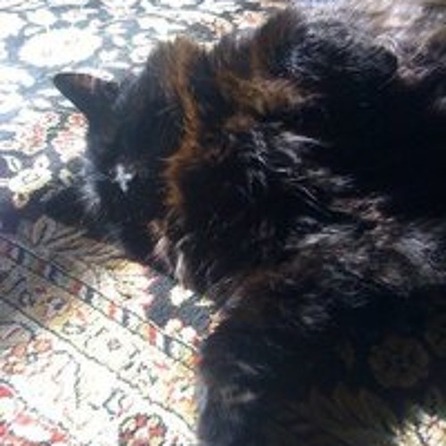 Stream Drooling Fool music | Listen to songs, albums, playlists for ...