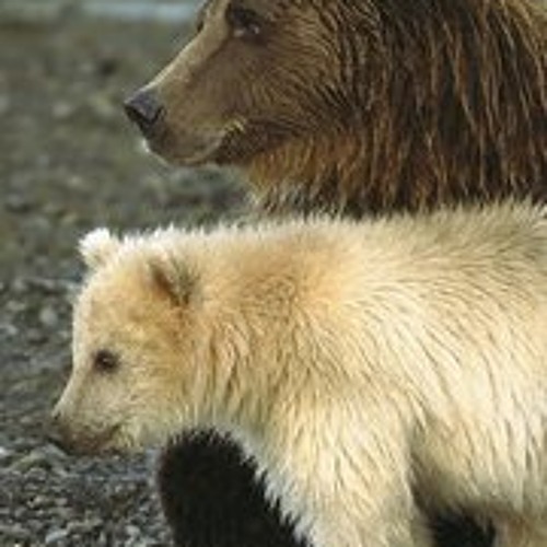 Stream buffalobadger music | Listen to songs, albums, playlists for free on SoundCloud