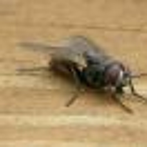 Stream Eret Valk music | Listen to songs, albums, playlists for free on ...