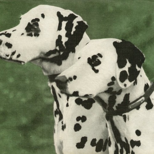 Stream The Dangling Richards music | Listen to songs, albums, playlists ...